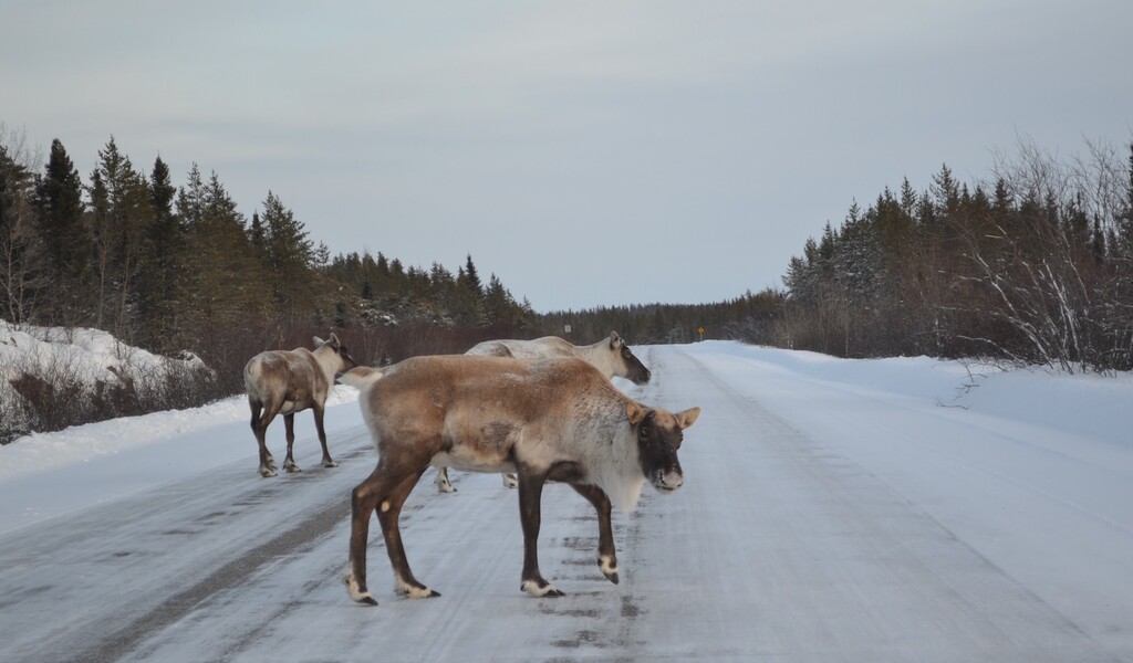 Route de Chisasibi | Fastest Known Time